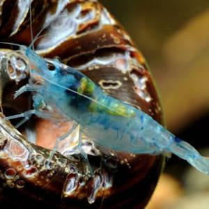 Neocardina Palmata Var. Blue Pearl