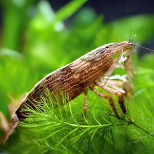 Atyopsis Moluccensis (Bamboo Shrimp)