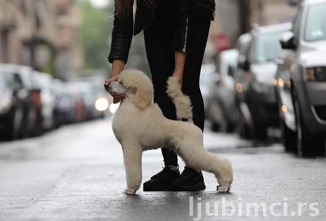 Štenci velike KRALJEVSKE POODLE