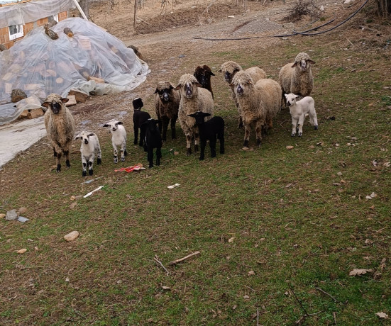 Ovce svrljiske sa jagnjicima na prodaju