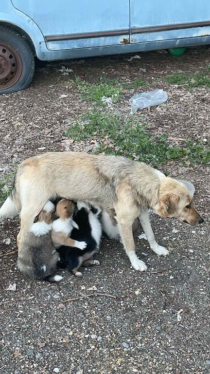 7 prelepih štenaca i njihova mama nalaze se na ulici u Negotinu, imaju