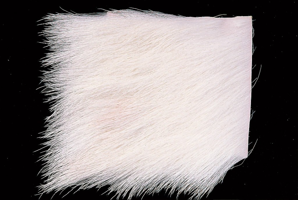 ***Veniard Calf body hair white