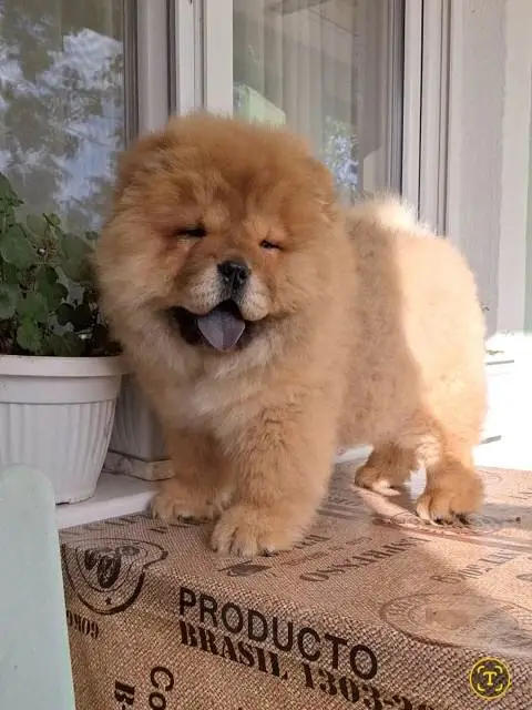 Chow Chow (Čau Čau) štenci