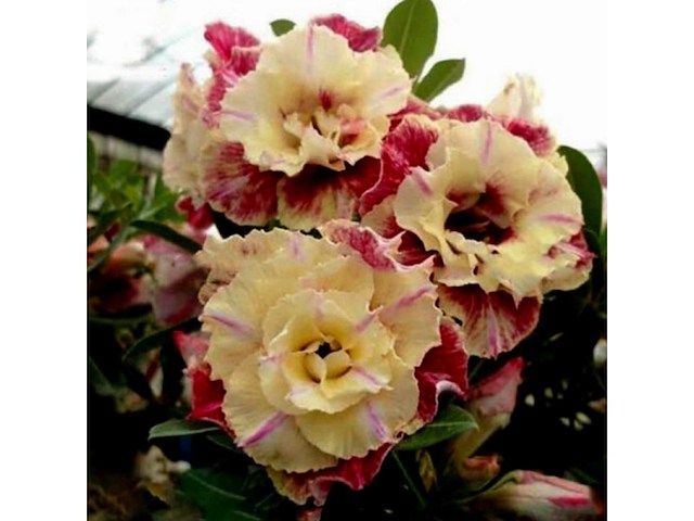 Adenium biljka