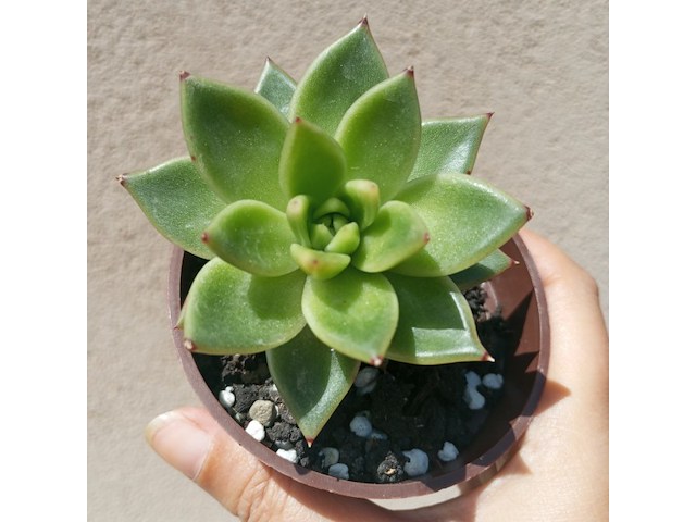 Sukulent Echeveria Agavoides