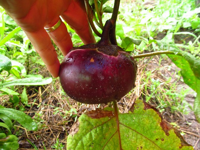 Black round patlidžan, seme 15 komada