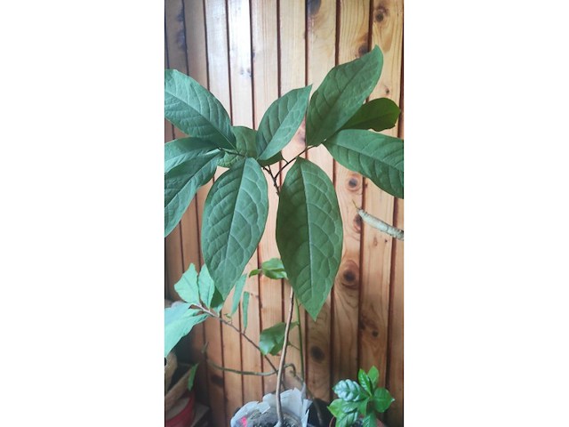 Akcija! Asimina triloba ( paw paw banana)