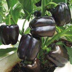 Paprika slatka crna babura (15 semenki) Sweet Pepper Black Blocky