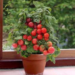 Balkonski crveni paradajz Bajaja (350 semenki)