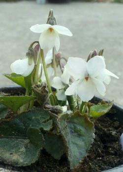 Viola odorata-ljubičica bela