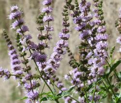 Mentha Spicata (2500 semenki)