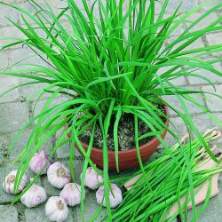 Kineski vlašac (500 semenki) Allium Tuberosum