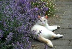 Macina trava - Catmint (800 semenki)