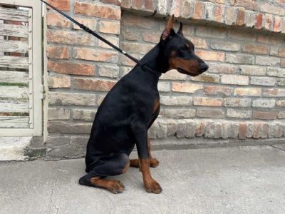 Doberman štenci