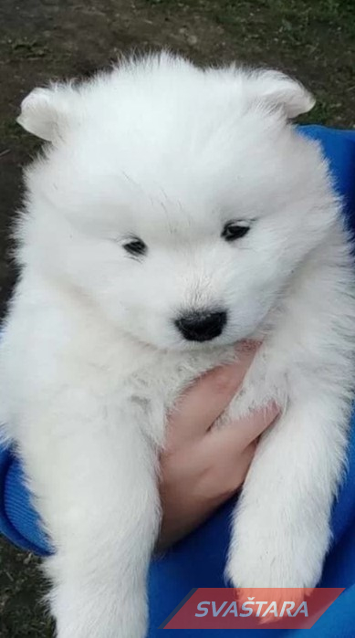 Samojed i Sibirski Haski štenci