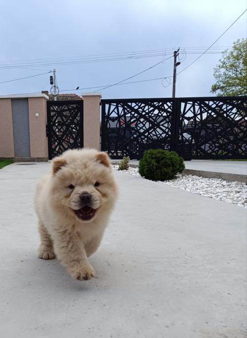 Chow chow štenci