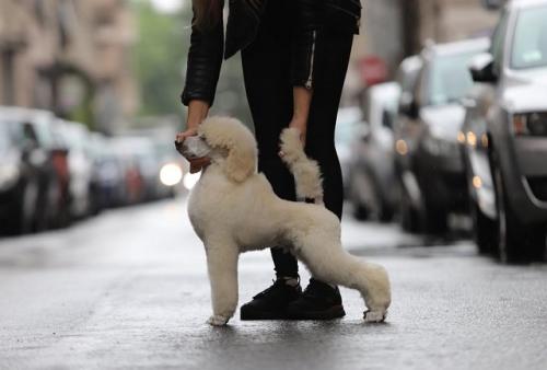 Štenci velike KRALJEVSKE POODLE