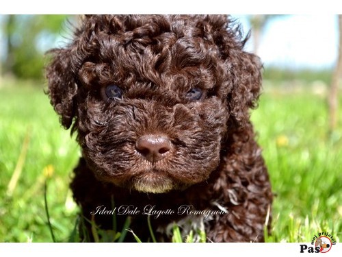 Lagotto romagnolo