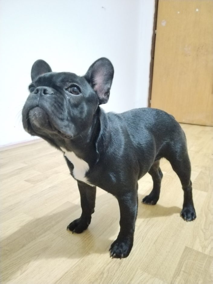 Francuski buldog