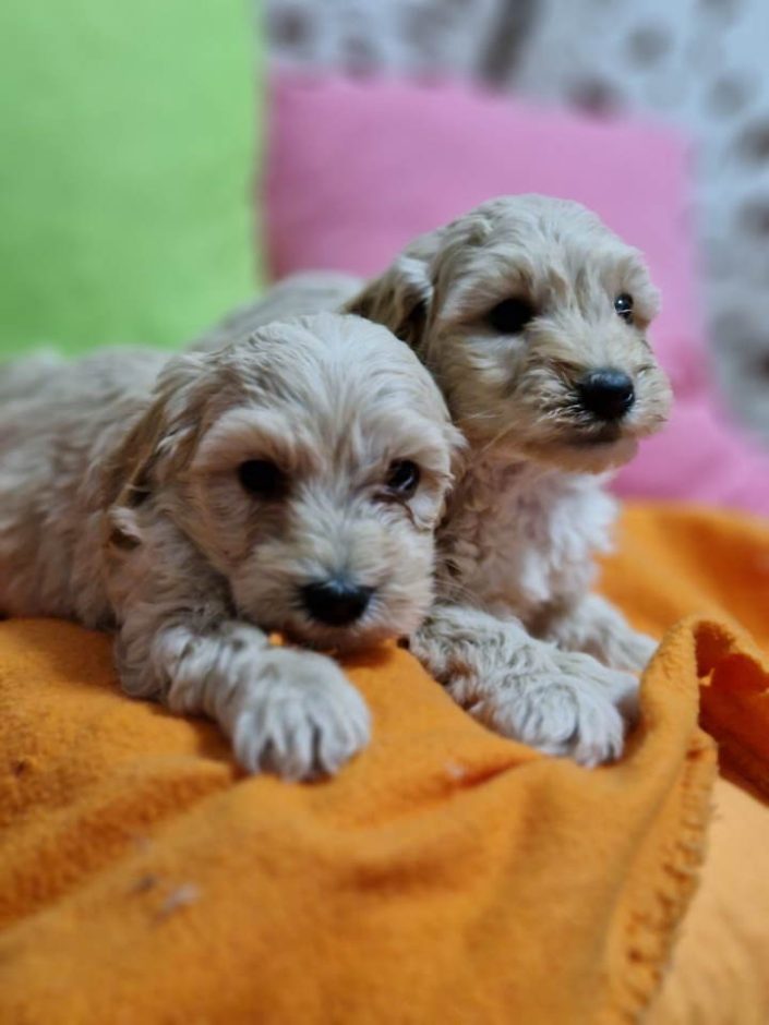 Preslatki stenci MALTIPOO spremni za preuzimanje