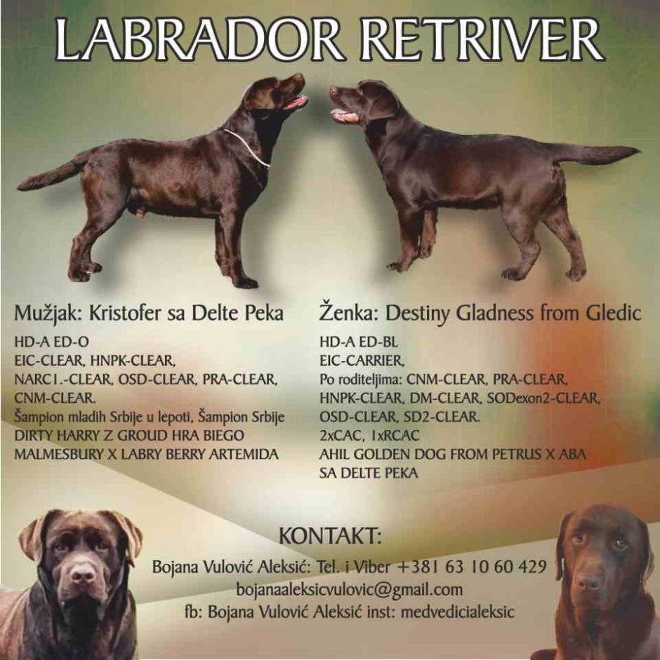 Prelepi stenci LABRADOR RETRIVERA odlicnog porekla