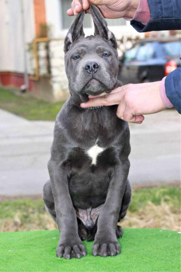 Stenci CANE CORSO od vrhunskih roditelja