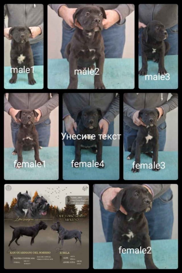 Na prodaju vrhunski stenci CANE CORSO