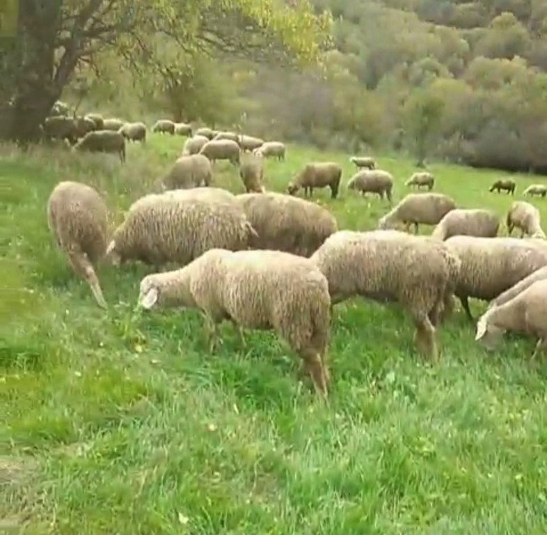 Na prodaju ovce