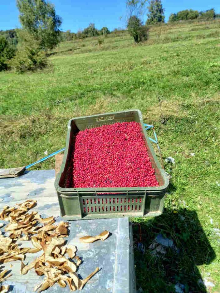 Prodaja šumskih Brusnica sa Vlasinskog jezera