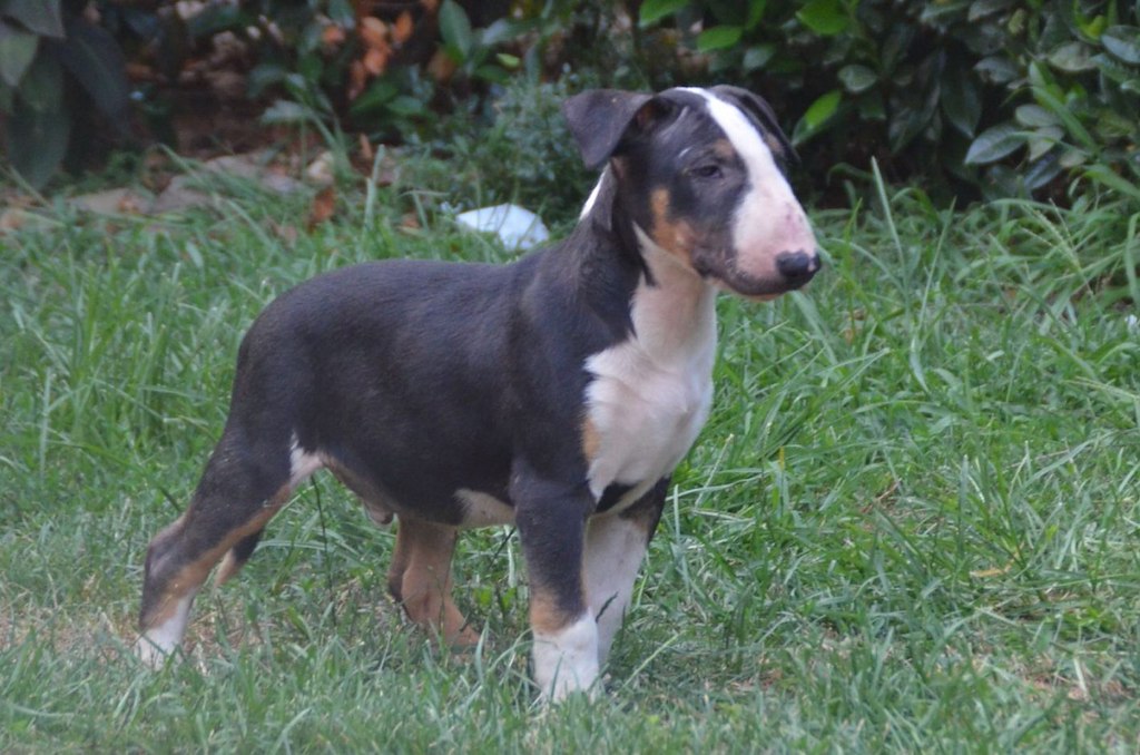 Bull Terrier štenci