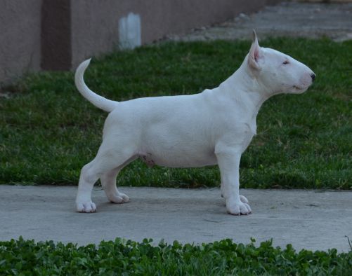 Bull terrier štenci