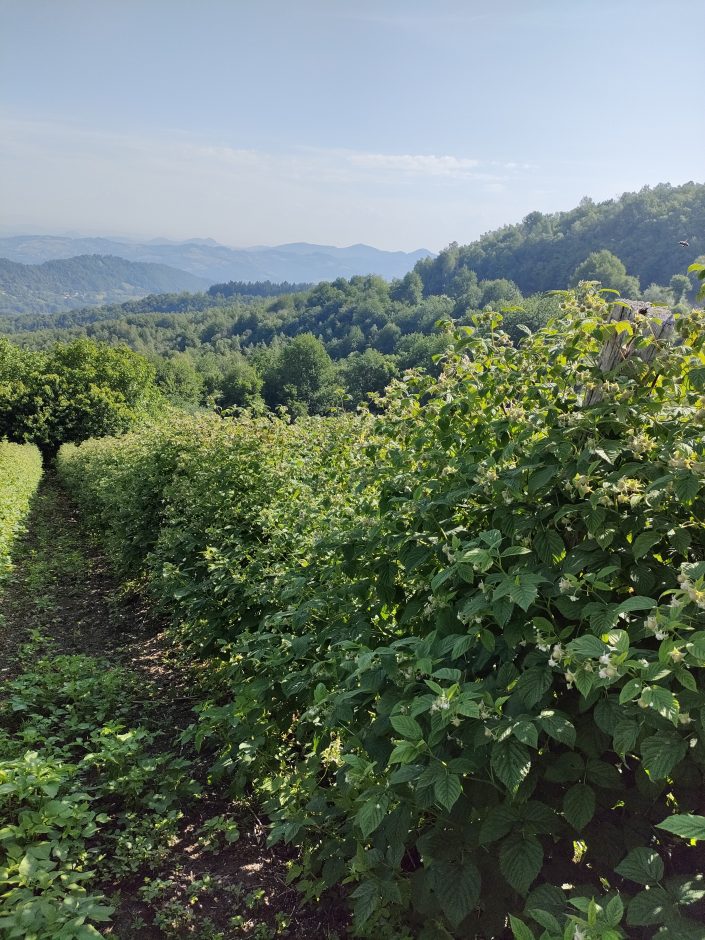 Potrebne radnice za berbu malina