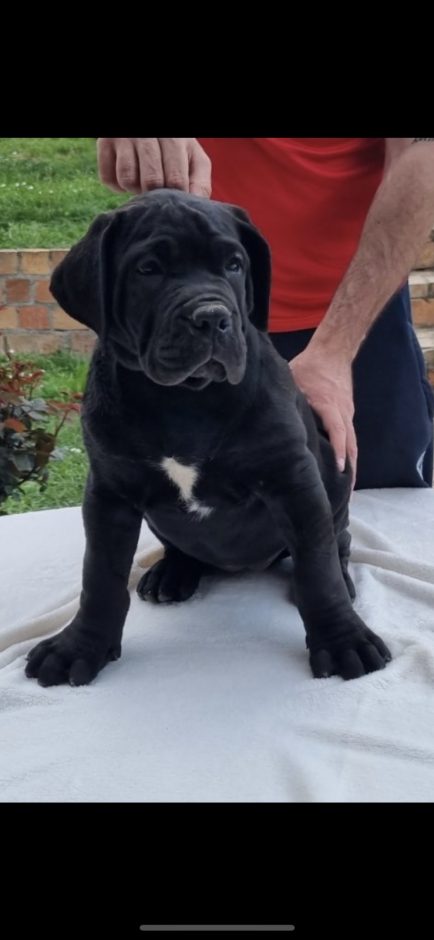 Boerboel štenci