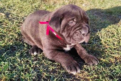 Cane Corso stenci