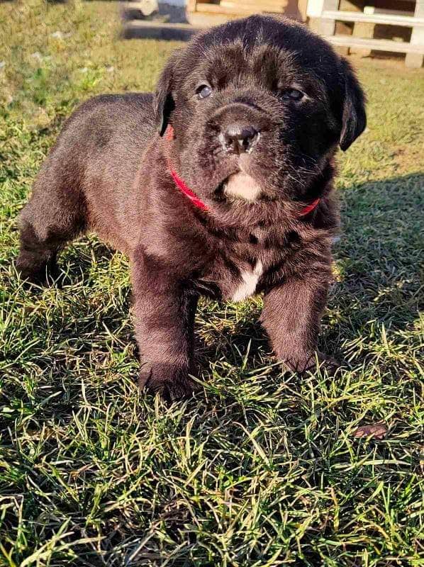 Cane corso