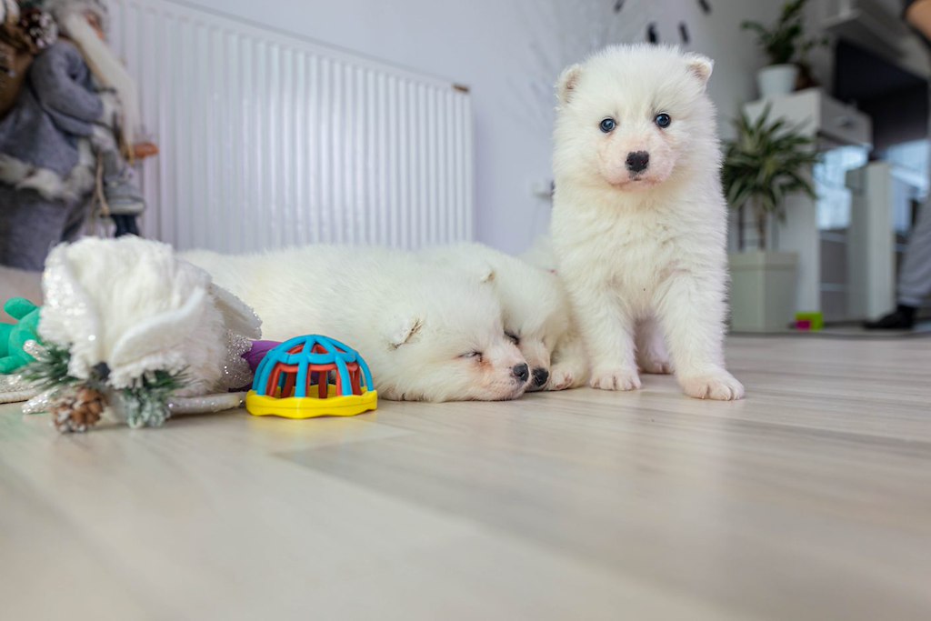 Sibirski samojed