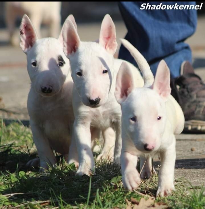 Mini bull terrier