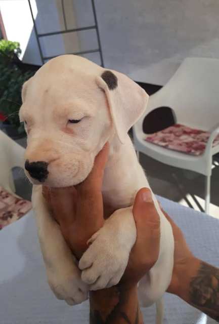 Dogo Argentino, štenci odg. KENNEL TROKUT