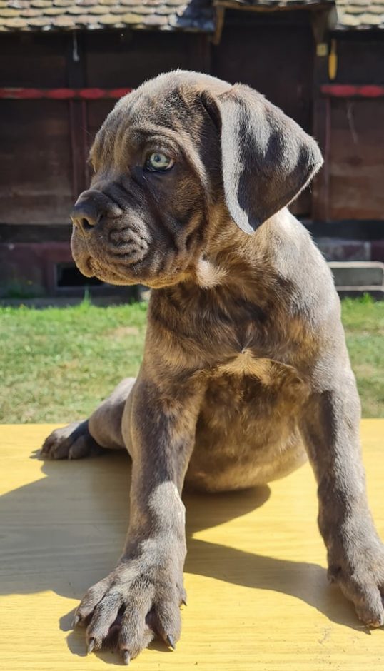 Cane Corso stenci