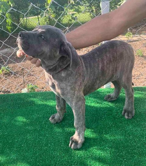 Cane Corso, štenci