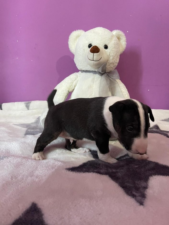 Mini BULTERIJER štenci