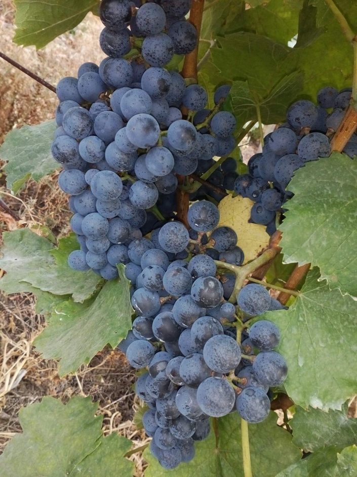 Vinske sorte grozdja