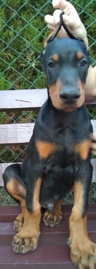 Doberman štenci