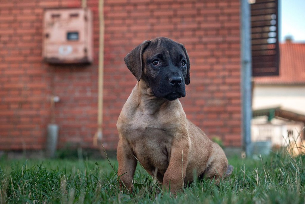 Presa Canario štenci