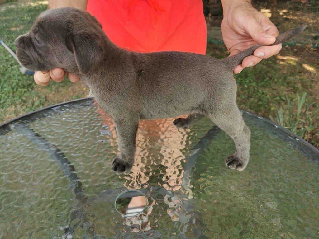 CANE CORSO štenci