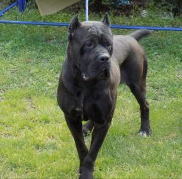 Stenci CANE CORSO na prodaju