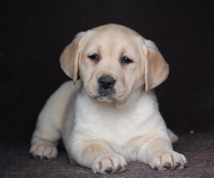 LABRADOR štenci