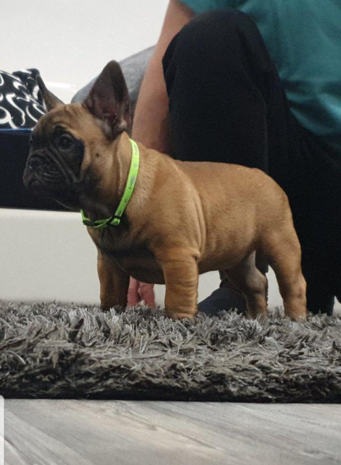 FRANCUSKI BULDOG šampionskog porekla