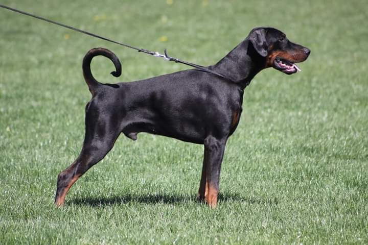 Doberman štenci