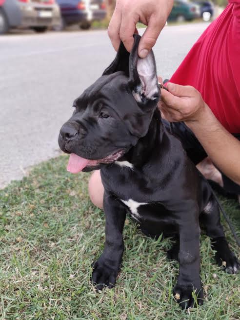 Cane Corso štenci